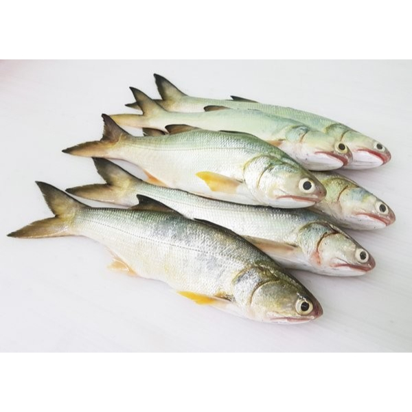 Jual Ikan senangin 500gr | Shopee Indonesia