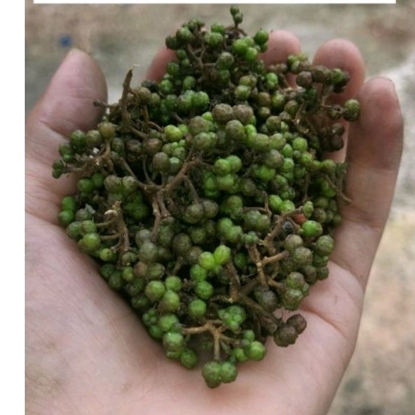 Jual Andaliman Segar khas Medan | Shopee Indonesia