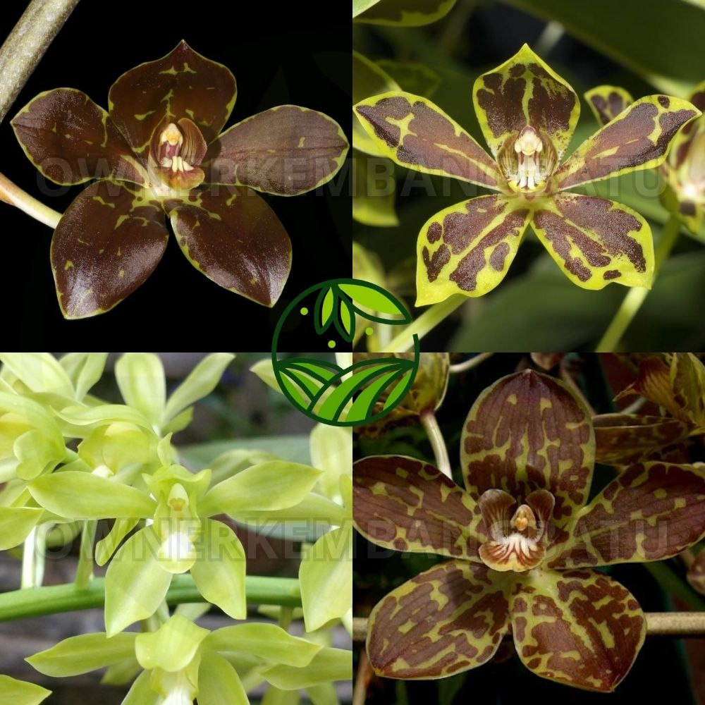 Jual Anggrek Grammatophyllum Seedling Besar - Anggrek Macan Seedling ...