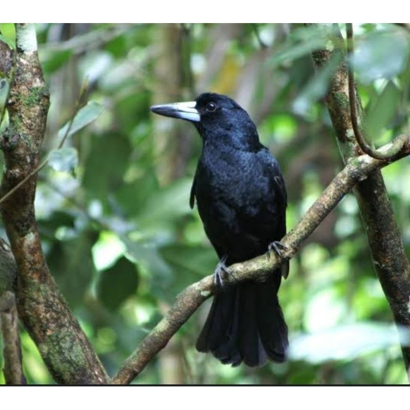 Jual Burung jagal papua hitam | Shopee Indonesia