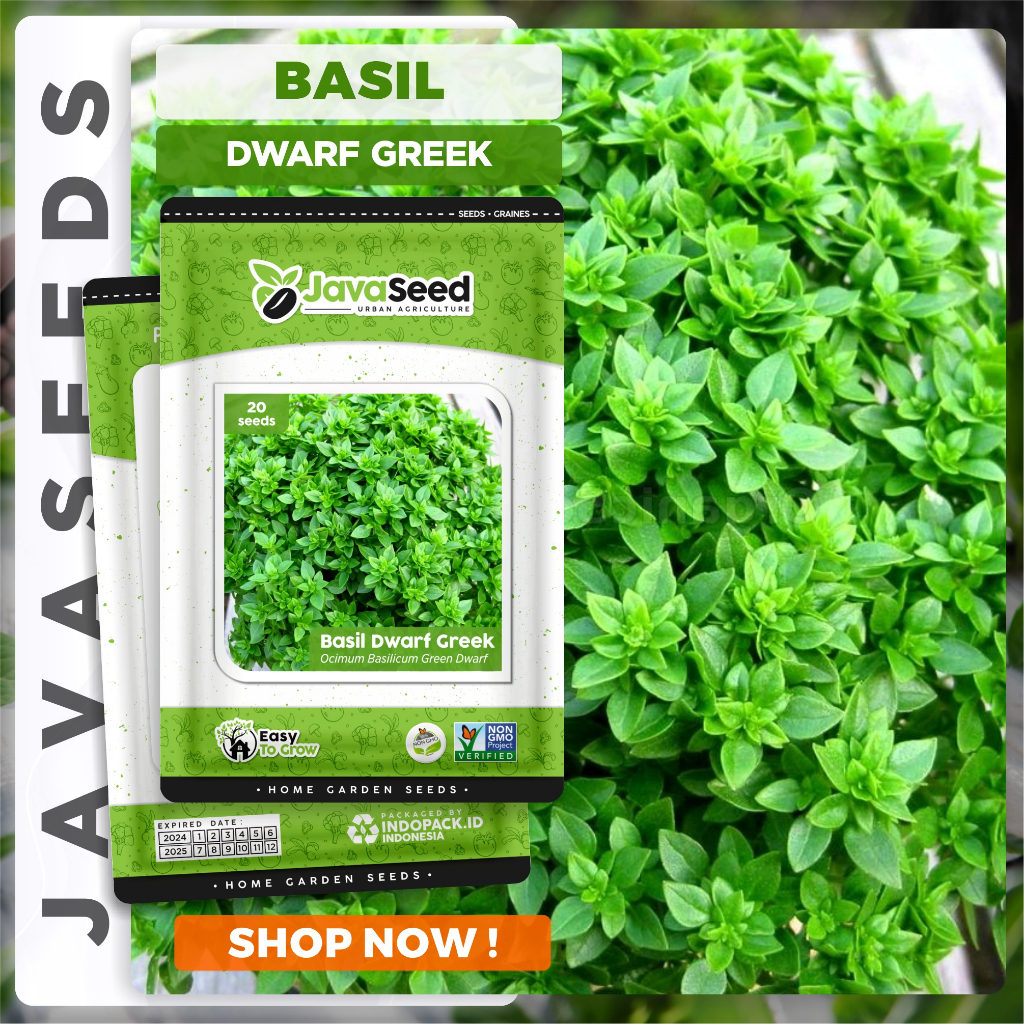 Jual Benih Daun Basil Hijau Green Dwarf Greek Basil 20 Benih | Shopee ... Jual Benih Daun Basil Hijau Green Dwarf Greek Basil 20 Benih | Shopee ...