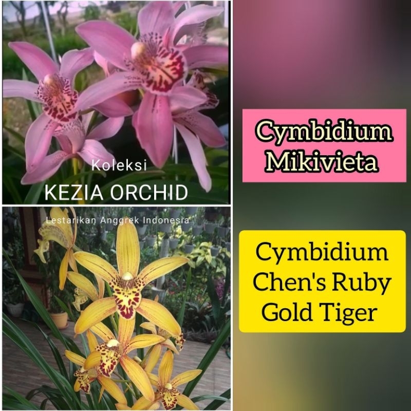 Jual ORI Anggrek Cymbidium Chen's Ruby Gold Tiger; Cymbidium Mikivieta; Cymbidium Chens Ruby ...