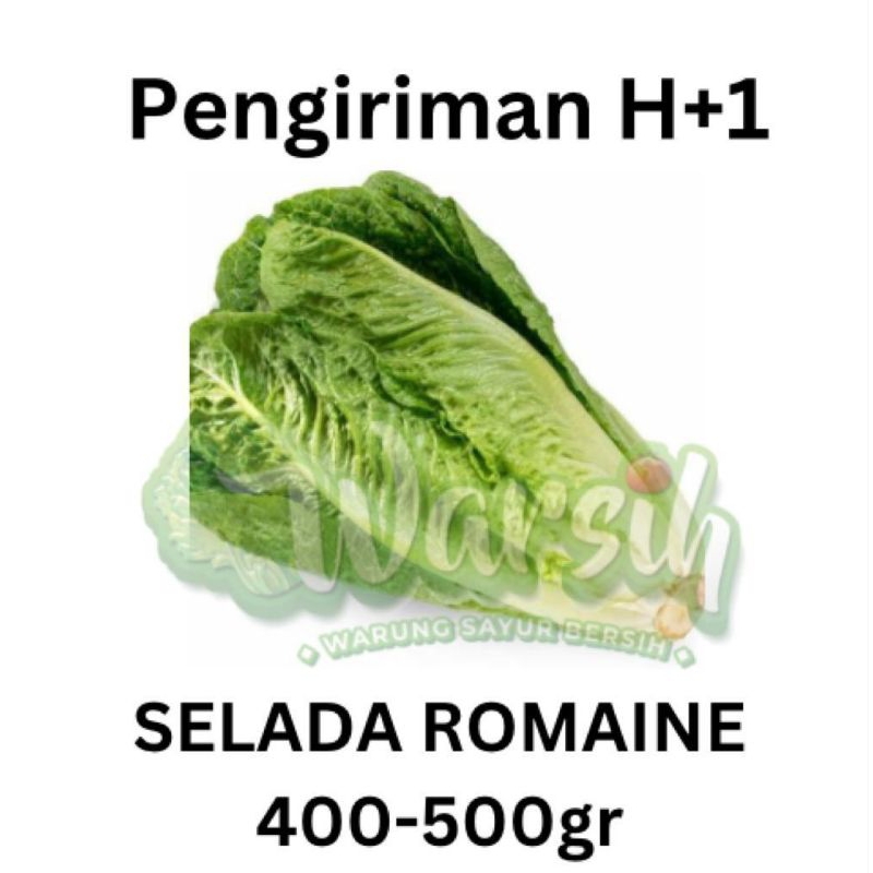 Jual WARSIH • SELADA / LETTUCE ROMAINE 500GR | Shopee Indonesia