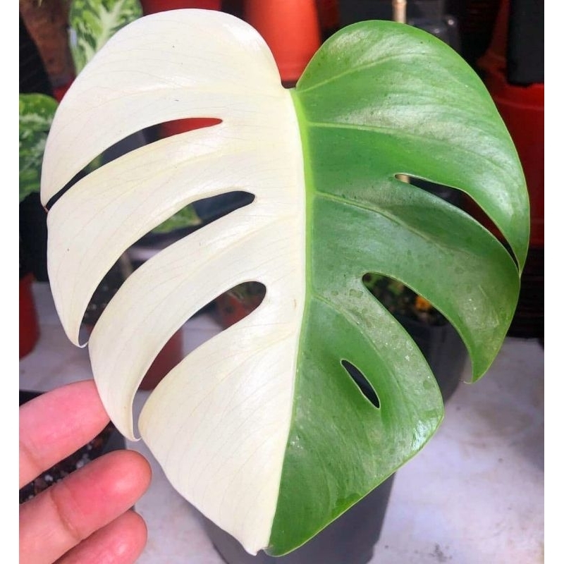 Jual Tanaman hias monstera marble varigata / tanaman hias meja monstera ...