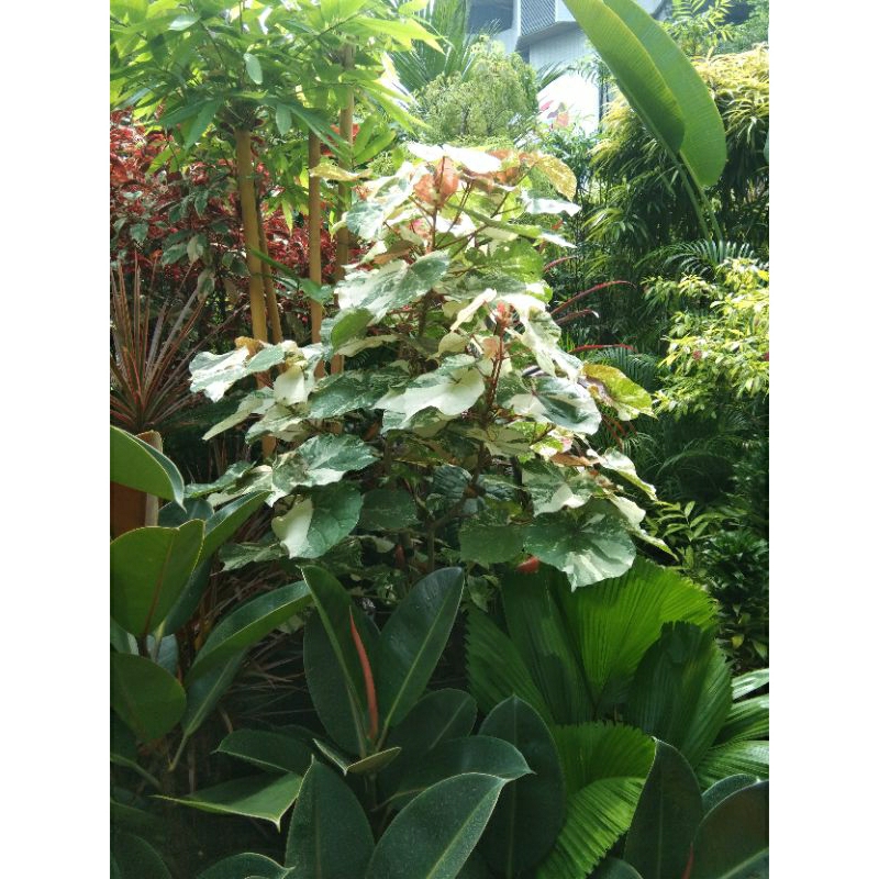 Jual Tanaman Hias Pohon Waru Variegata Daun Rimbun Koleksi Pribadi ...