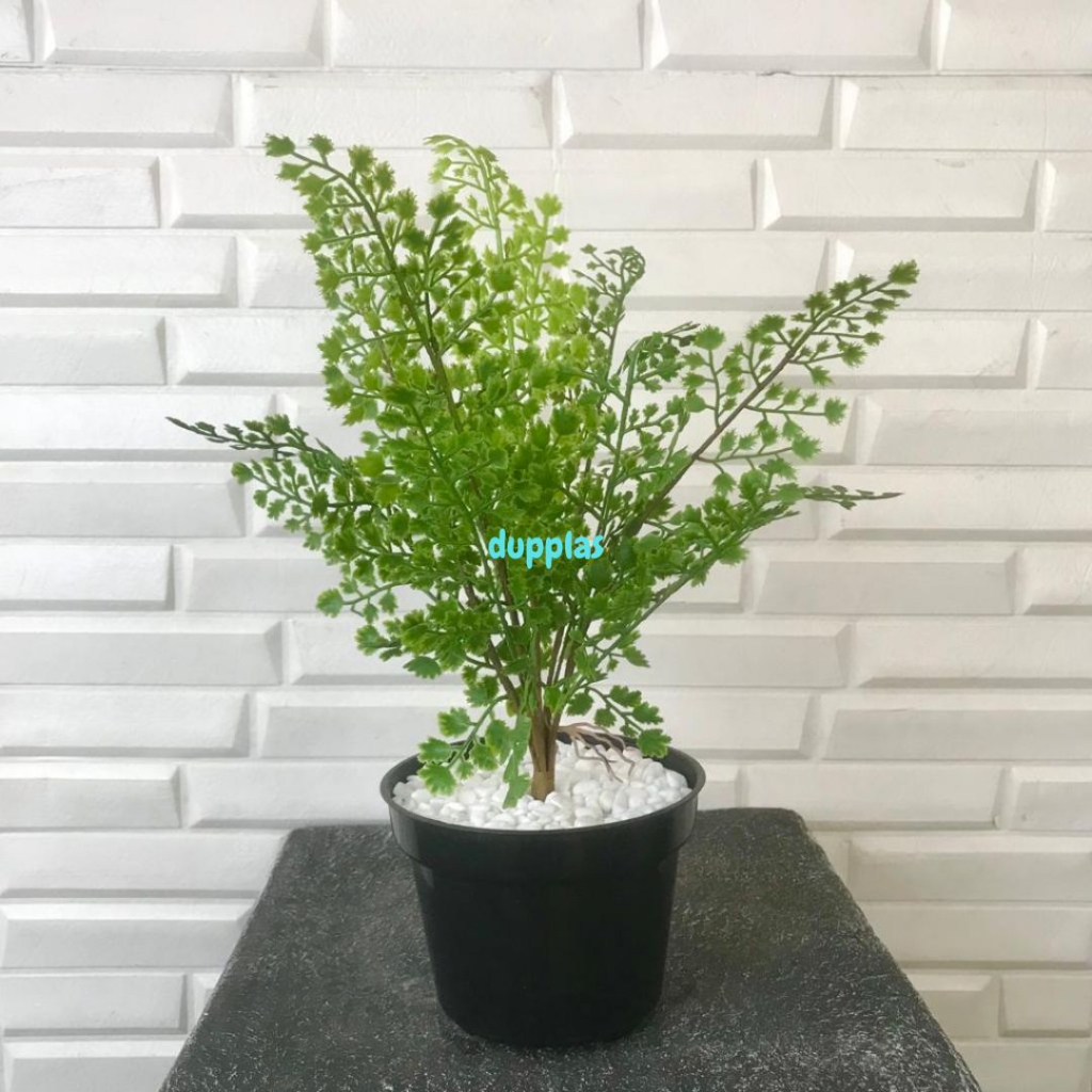 Jual Tanaman Hias Plastik Daun Tapak Ikan Pari X1 Pot Dasar Hitam ...