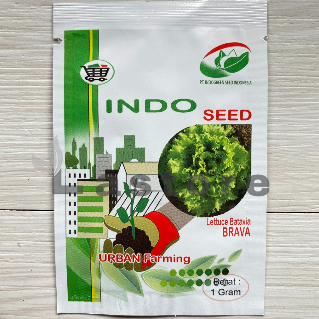Jual Benih Selada BRAVA Isi 1 gram Lettuce Batavia Indo Seed | Shopee ...