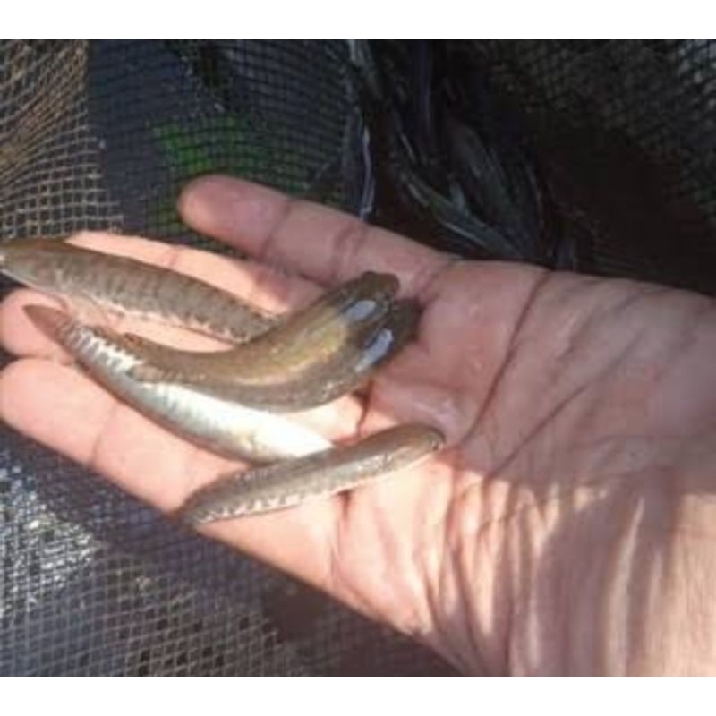 Jual Bibit ikan gabus ( isi 100-50-25 ekor ) | Shopee Indonesia