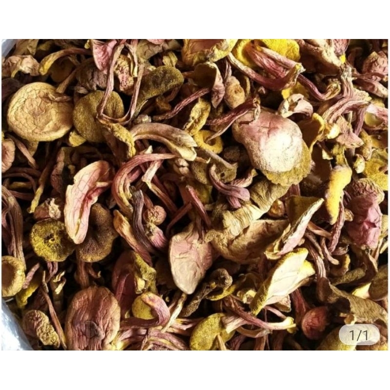 Jual JAMUR PELAWAN ASLI BANGKA KUALITAS SUPER 50GRAM KULAT PELAWAN ... Jual JAMUR PELAWAN ASLI BANGKA KUALITAS SUPER 50GRAM KULAT PELAWAN ...
