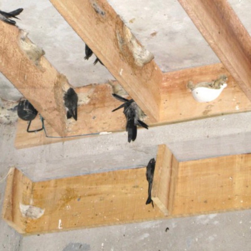 Jual Papan Kayu Sirip Walet S.W.O 2 meranti putih cocok untuk kuku ...