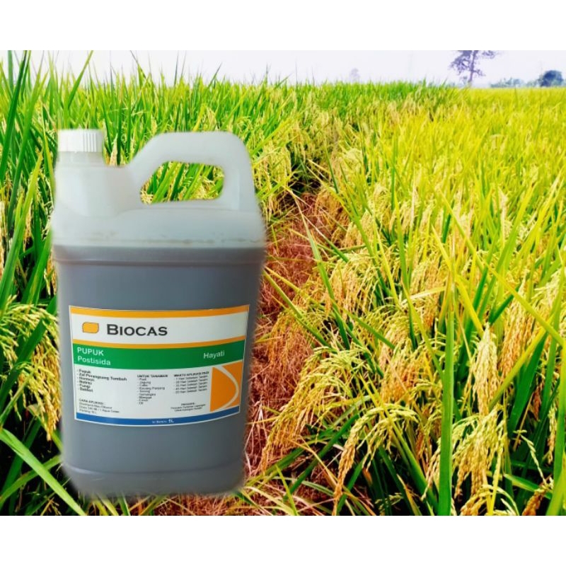 Jual biocas 5liter pupuk pestisida organik cair penyubur tanaman ...