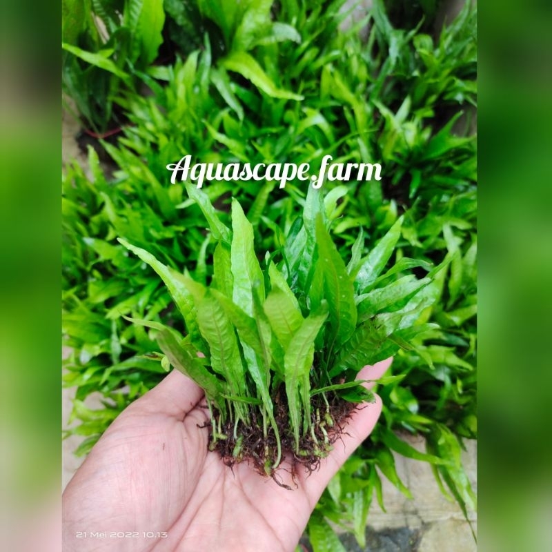 Jual kadaka mini/Java fern tanaman aquascape hiasan aquarium | Shopee ...