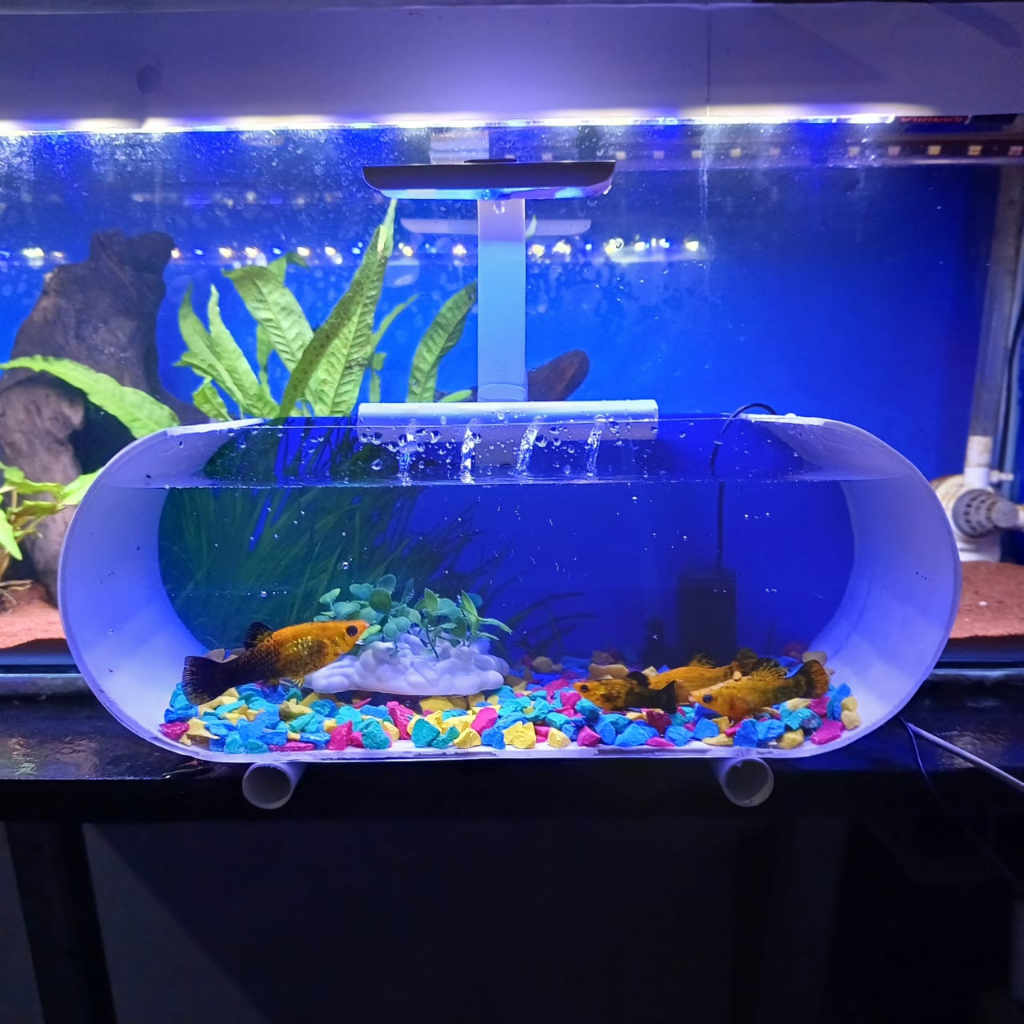 Jual 1 SET TERBARU/AQUARIUM MINI PVC/AKRILIK PLUS POMPA AERATOR DAN ...