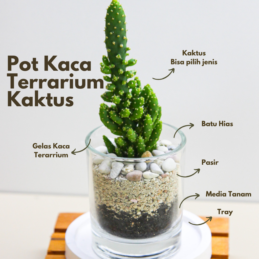 Jual Pot Kaca Terrarium Kaktus Sukulen - DIY Planting Kit Souvenir ...