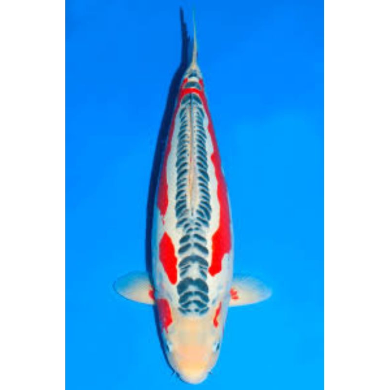 Jual Hanna susui ukur 9-11cm warna Joss gandoss | Shopee Indonesia