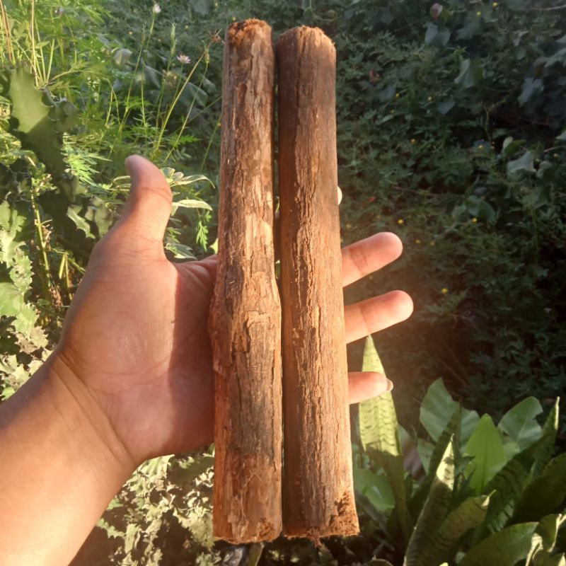 Jual 1PCS AKAR KAYU BAJAKAH MERAH ASLI KALIMANTAN TIMUR READY SAMARINDA ...