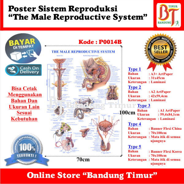 Jual POSTER SISTEM REPRODUKSI THE MALE REPRODUCTIVE SYSTEM | Shopee ...