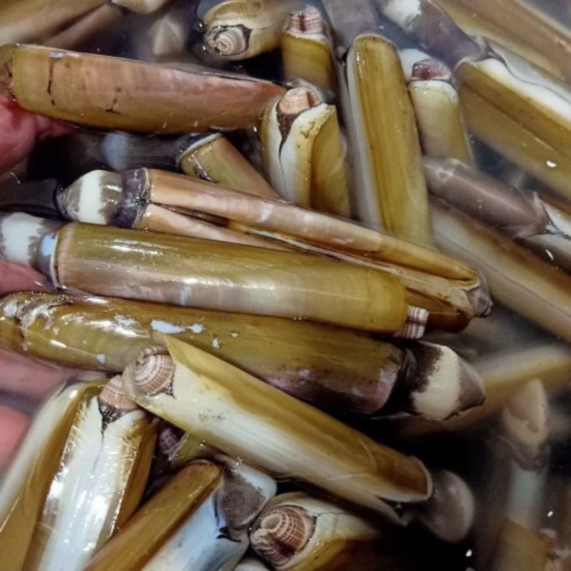 Jual Kerang Bambu segar 1kg kerang segar seafood | Shopee Indonesia