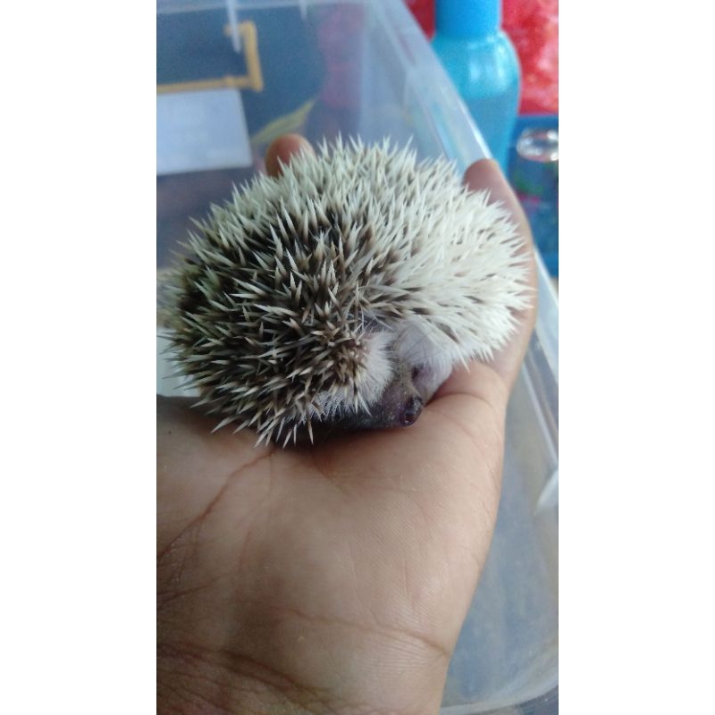 Jual landak mini anakan jenis albino,saltpaper,pinto,cinnamon,cinnicot ...