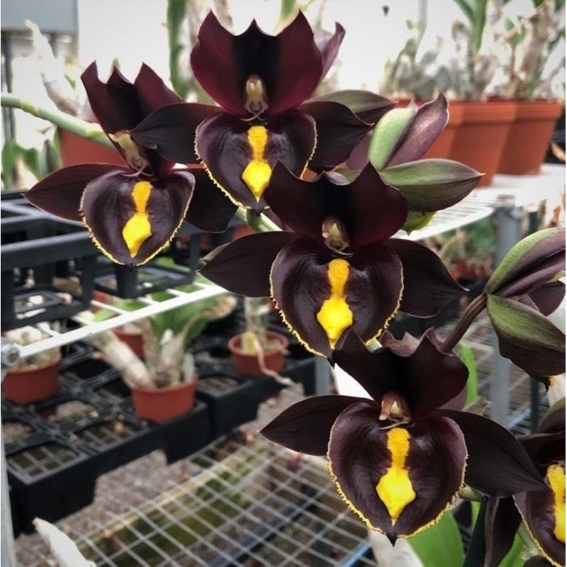 Jual Anggrek Eria Catasetum ( Casa Feliz Dark1 ) | Shopee Indonesia