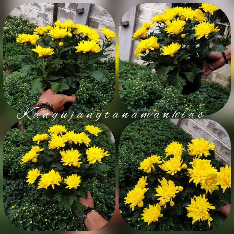Jual PAKET 3 WARNA BUNGA KRISAN ASTER HIDUP | Shopee Indonesia