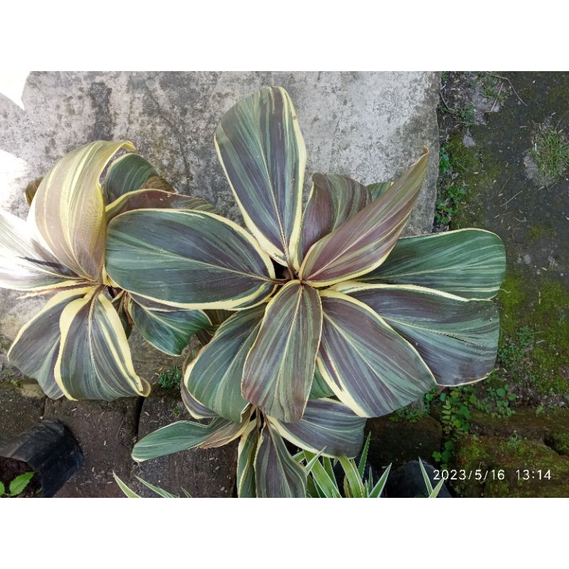 Jual Tanaman hias Hanjuang Andong variegata Eskrim | Shopee Indonesia