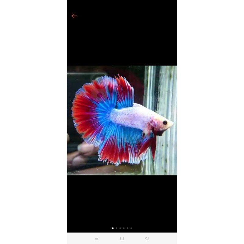 Jual ikan cupang halfmoon & bagan ( bettafish) | Shopee Indonesia