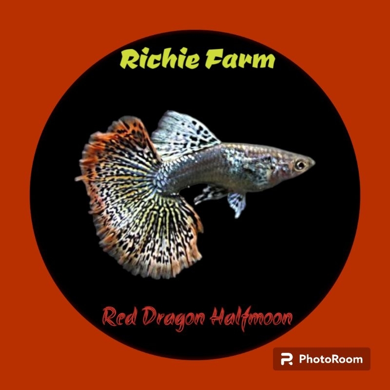 Jual Guppy Red Dragon Halfmoon HM big dorsal | Shopee Indonesia