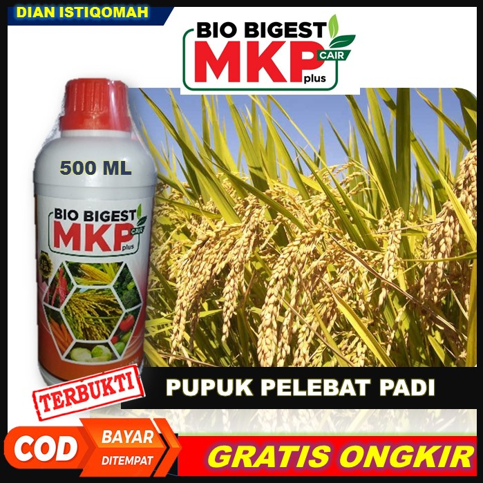 Jual AMPUH BIO BIGEST 500ml MKP Cair Plus Pupuk Melebatkan Tanaman Padi Dengan Kualitas Terbaik ...