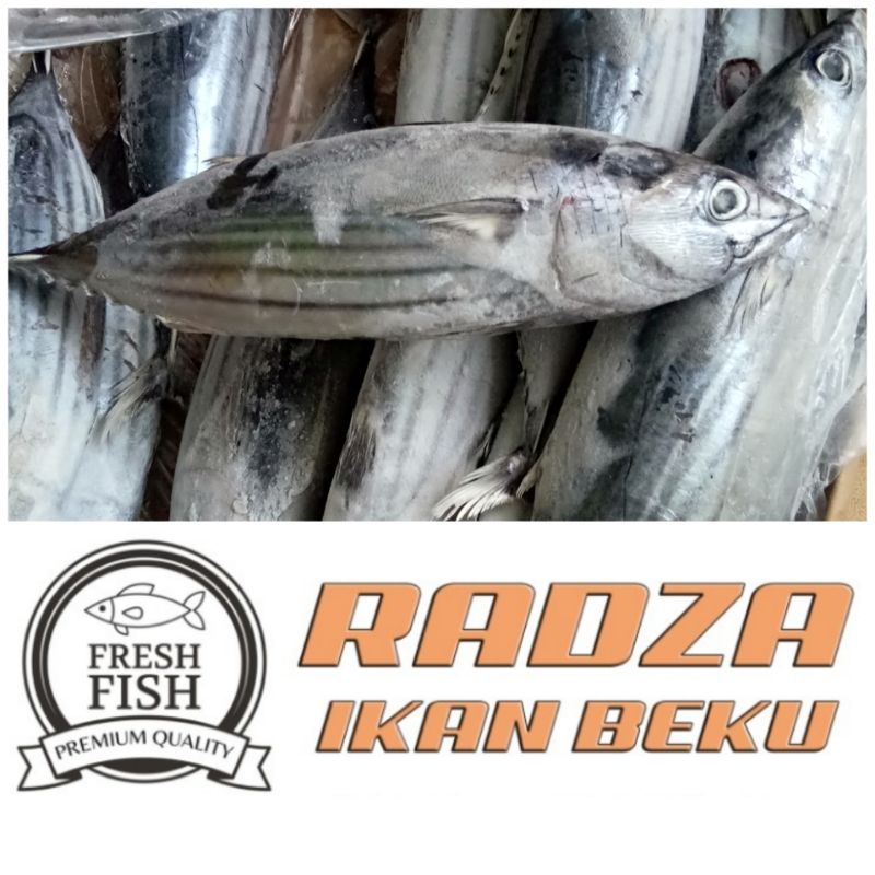 Jual IKAN CAKALANG BEKU 1KG | Shopee Indonesia