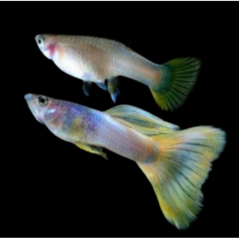 Jual Guppy pingu hiasan aquarium cantik | Shopee Indonesia