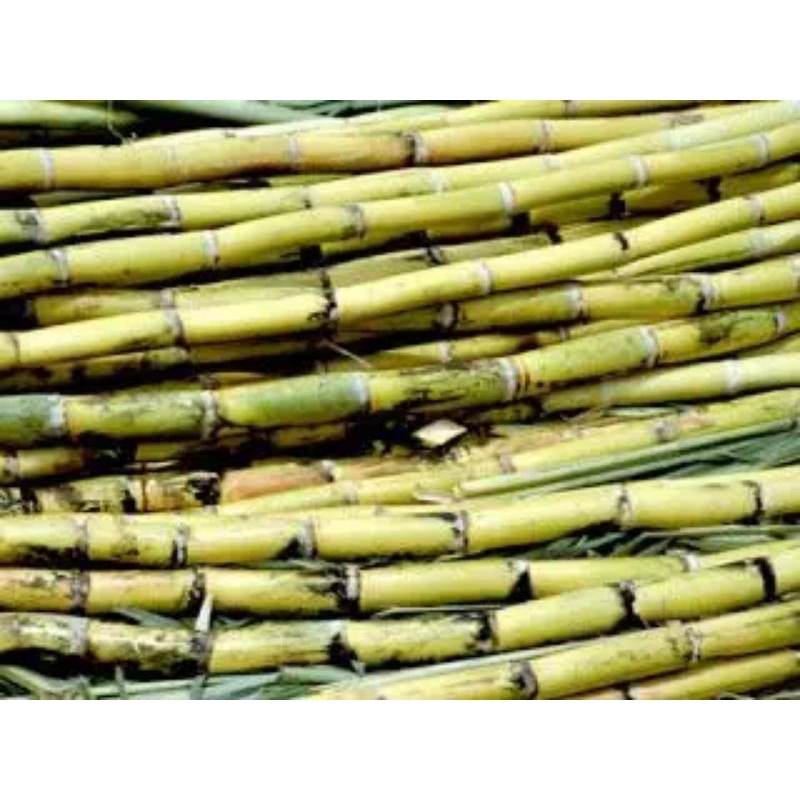 Jual Tebu hijau tebu manis 1kg | Shopee Indonesia