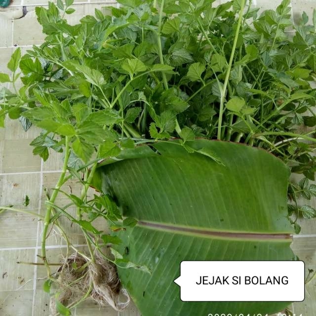 Jual DAUN TESPONG SEGAR PRR 1KG ATAU SELADREN SEGAR PLUS AKAR | Shopee ...
