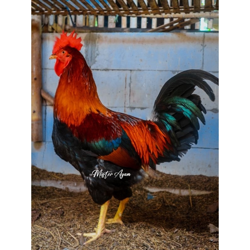 Jual TELUR AYAM MERAWANG ASLI BANGKA | Shopee Indonesia