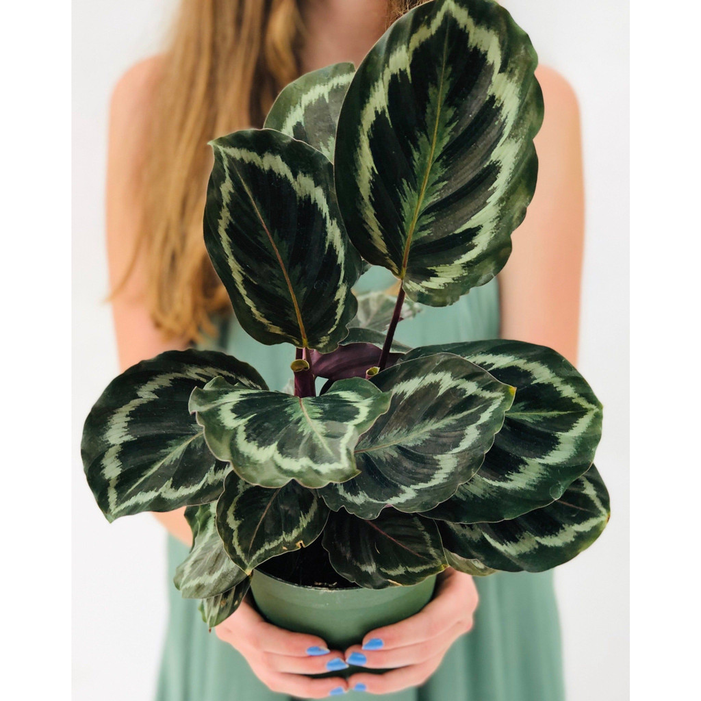 Jual BUNGA HIAS CALATHEA JUNGLE ROSE/ TANAMAN HIDUP CALATHEA SILVER ...