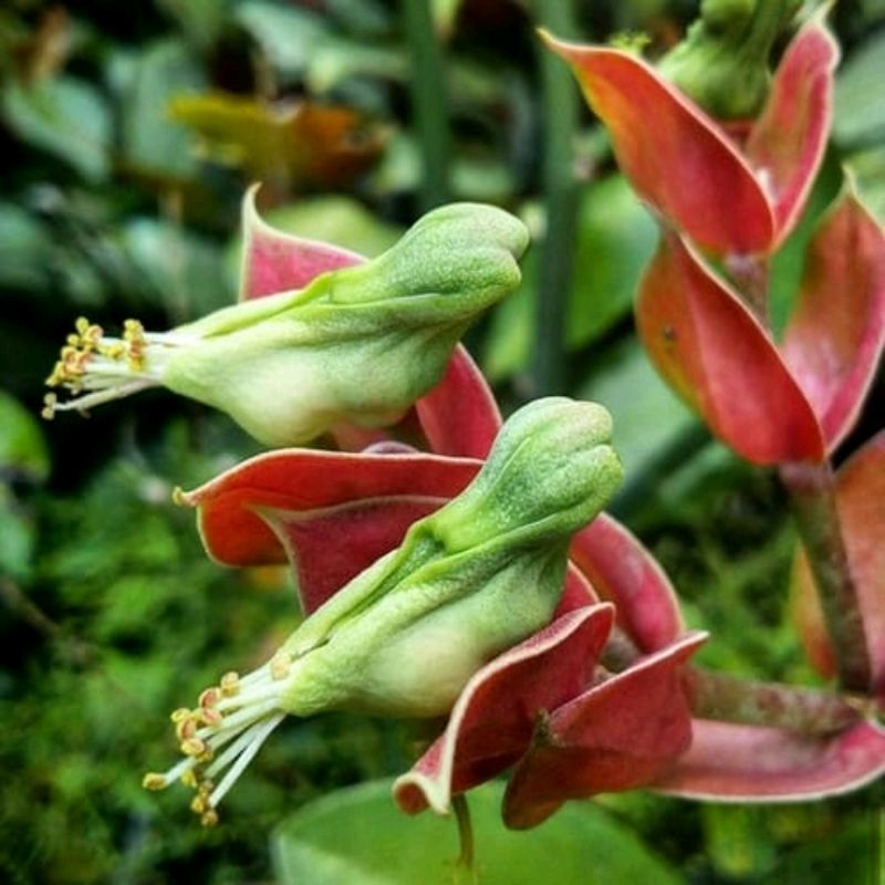 Jual Tanaman bunga Cuca Rowo (Bunga bentuk burung) / (Pedilanthus ...