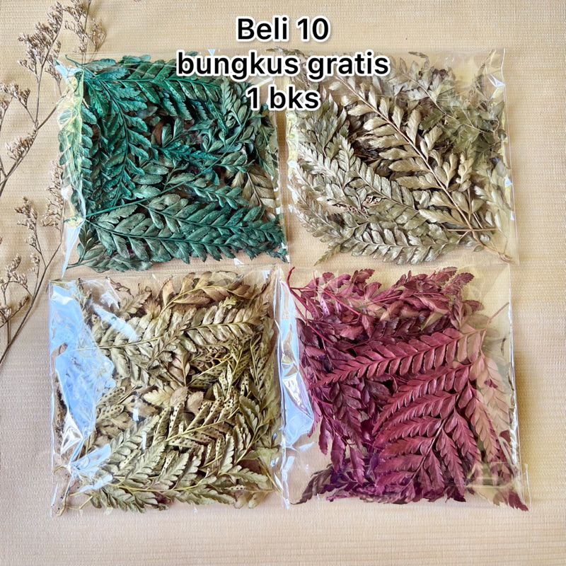 Jual PAKIS PER PACK Daun Pakis Hiasan Buket Bunga Kering Dekorasi ...