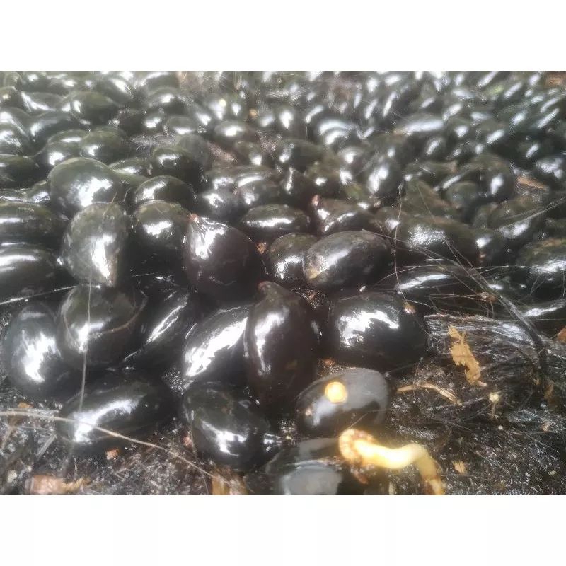 Jual bibit aren genjah kutim harga 100rbu isi 300biji asli aren genjah ...