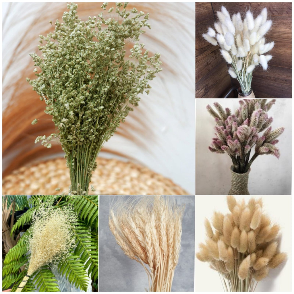 Jual BUNGA KERING BUNNY TAIL | BUNGA KERING LAGURUS | BUNGA KERING ...