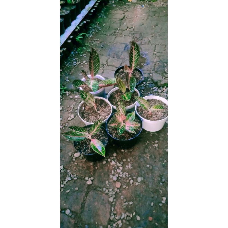 Jual Aglonema Pride Of Sumatra(Redsum) | Shopee Indonesia