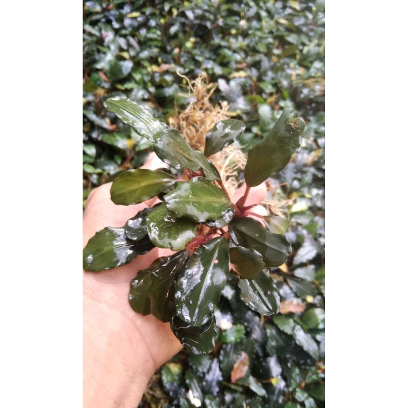 Jual Bucephalandra Buce Theia Rizom | Shopee Indonesia