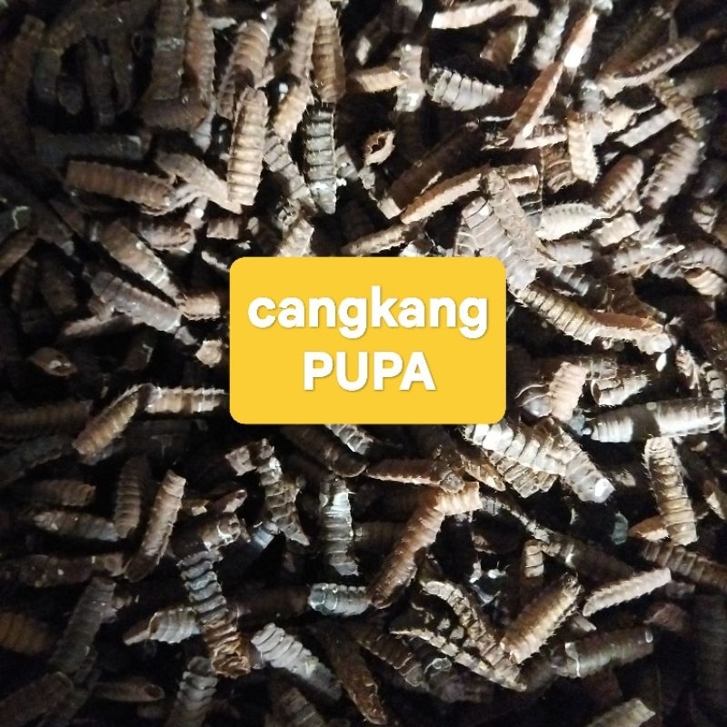 Jual 1 kg cangkang pupa maggot bsf | Shopee Indonesia