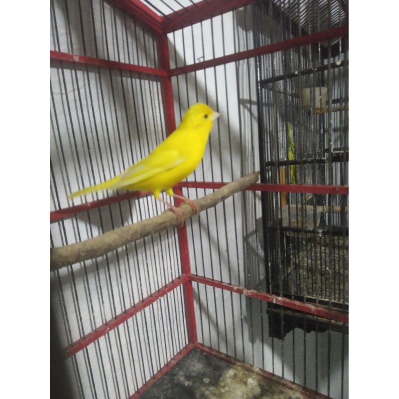 Jual Kenari Loper Gacoran | Shopee Indonesia