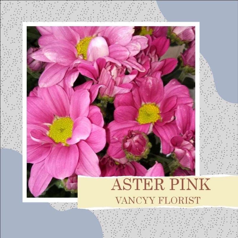 Jual Bunga Aster Pink Pertangkai / Bunga Fresh Batam / Bunga Fresh ...