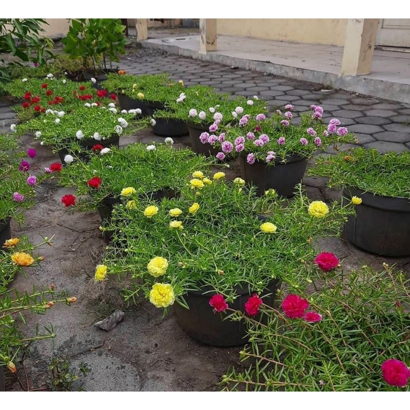 Jual paket krokot berakar | Shopee Indonesia