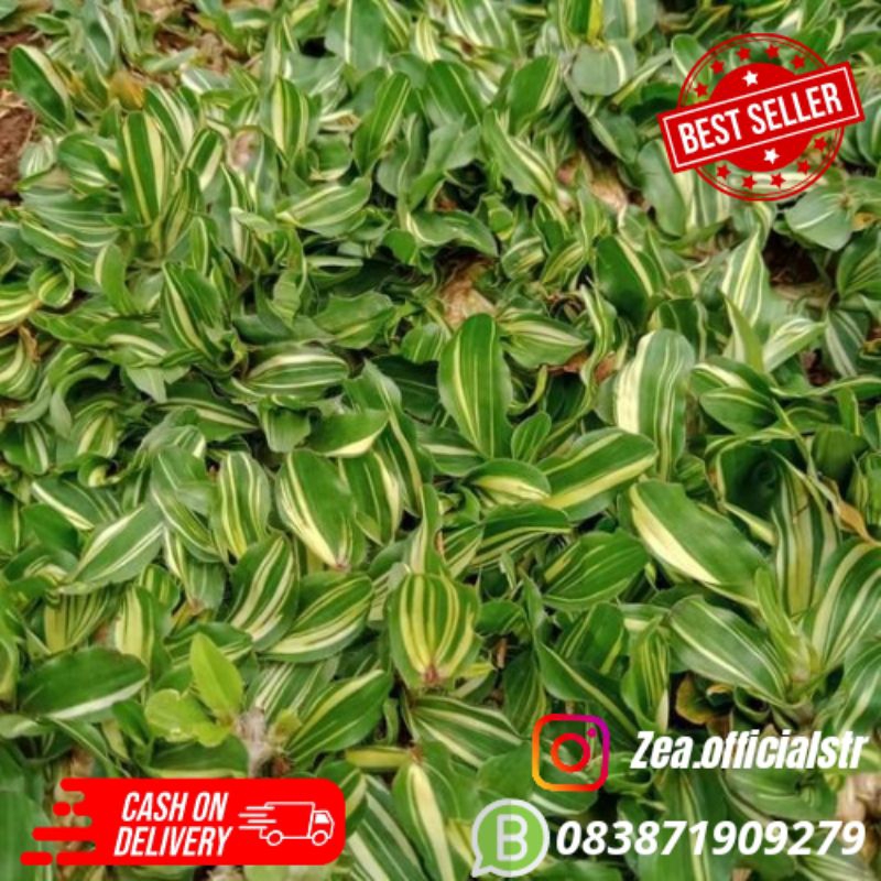 Jual Rumput gajah mini varigata asli / Gajah mini variegata full 1 ...