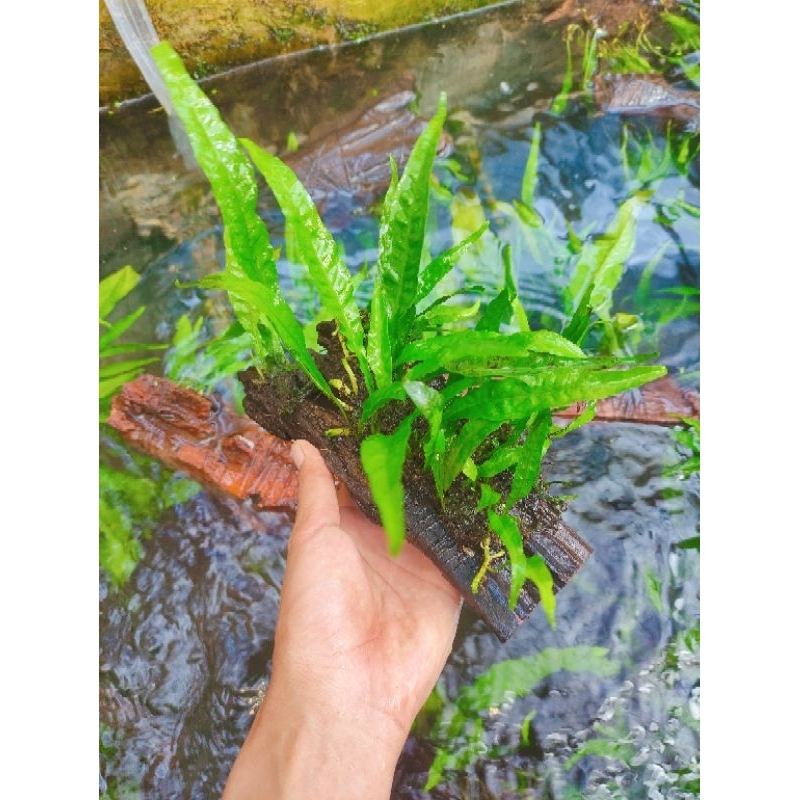 Jual Kayu rentek kadaka hiasan aquarium - tanaman aquascape - Java fern ...