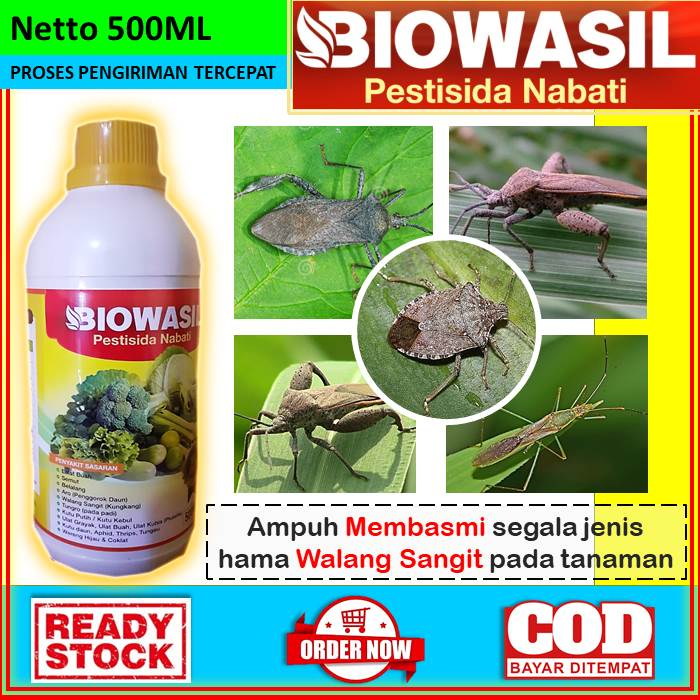 Jual OBAT ANTI HAMA WALANG SANGIT PADA TANAMAN [BIOWASIL] Obat Cair ...