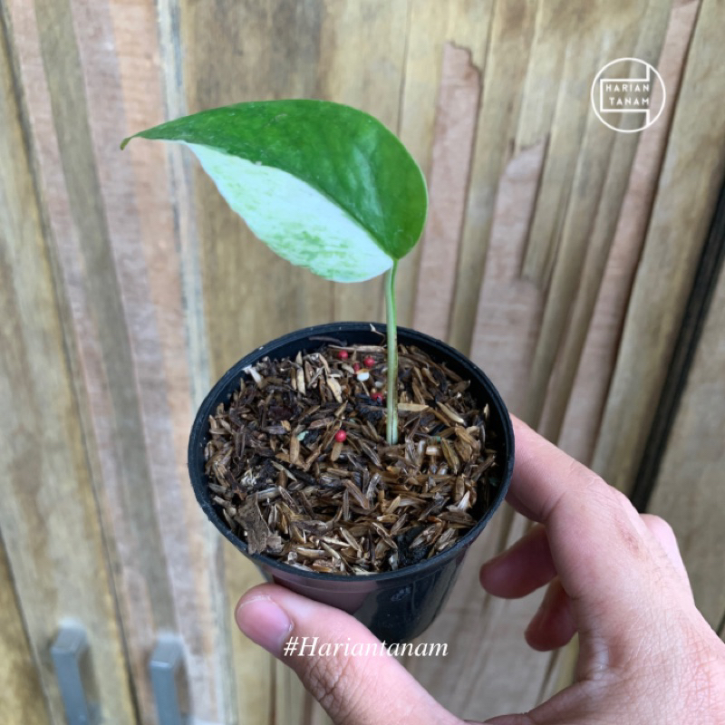 Jual Epipremnum Cebu Blue Variegata (Include pot & media tanam ...