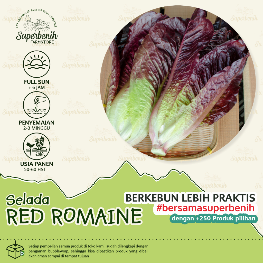 Jual 150 Biji - Benih Selada RED ROMAINE Merah Hibrida, 42 hari panen | Shopee Indonesia